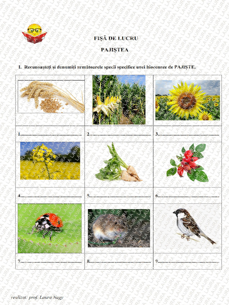 04 Cls 5 Fisa de Lucru Pajistea Padurea | PDF