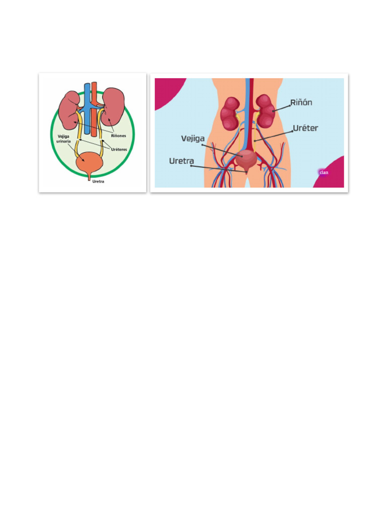 Sistema Excretor | PDF