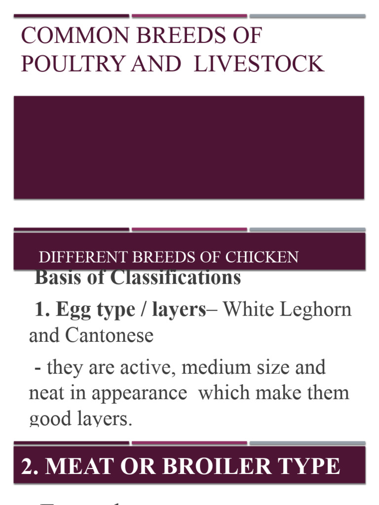 Common Poultry and Livestock Breeds | PDF