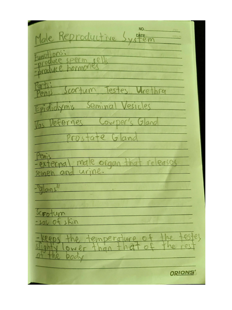 Notes On Male Reproductive System | PDF