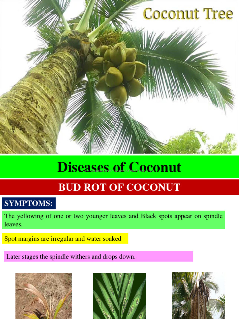 Diseases of Coconut | PDF | Coconut | Soil