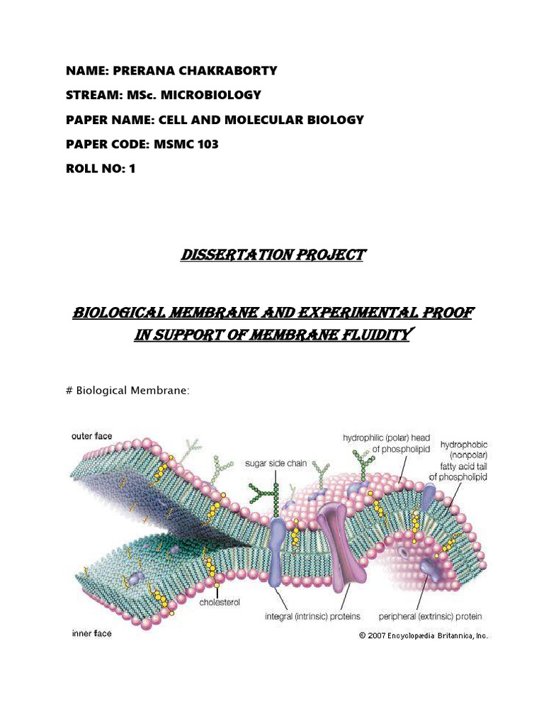 Cell Biology - Dissertation | PDF | Cell Membrane | Lipid Bilayer