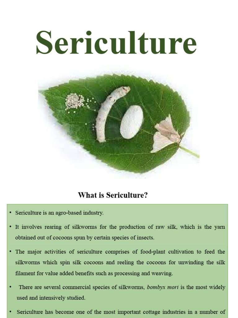 Sericulture | PDF | Pupa | Silk