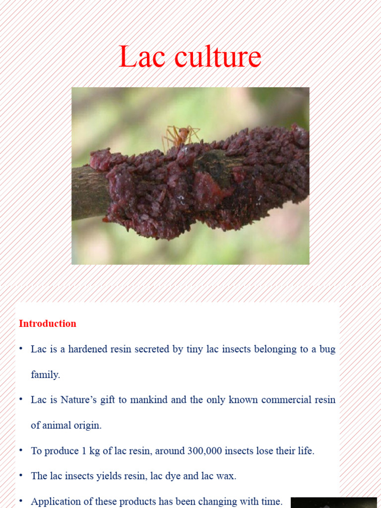 Lac Culture | PDF | Insects | Pruning
