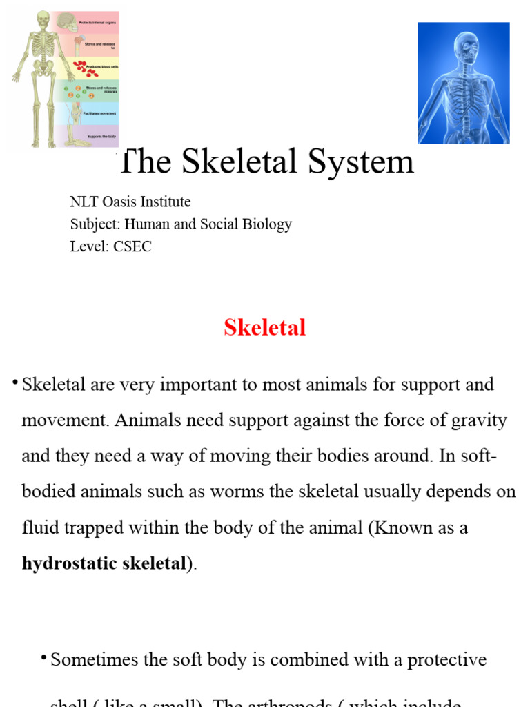 The Skeletal System Lesson | PDF | Skeleton | Joint