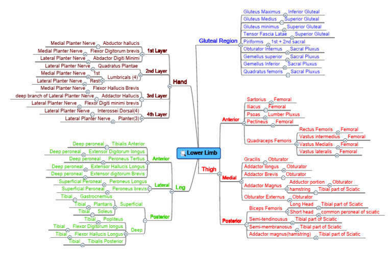 Lower Limb | PDF | Human Leg | Lower Limb Anatomy