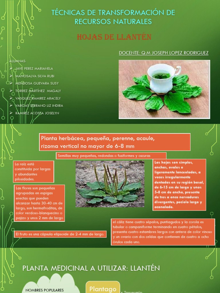 Infusión de Llantén: Preparación y Usos | PDF | Hogar, jardinería y ...