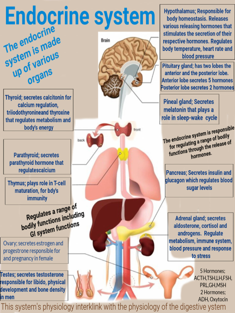 Anatomy and Physiology Infographic | PDF