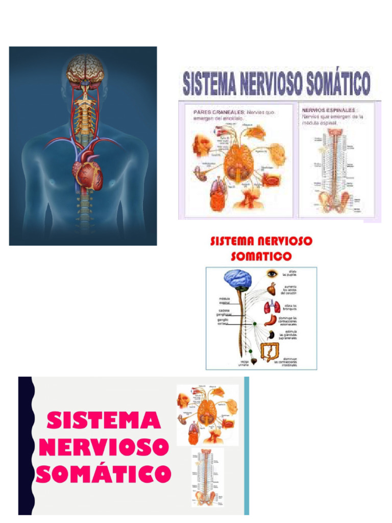 Sistema Nervioso Somatico | PDF