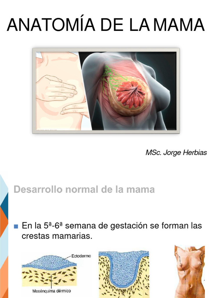 Anatomía de La Mama | Descargar gratis PDF | Pecho | Lactancia
