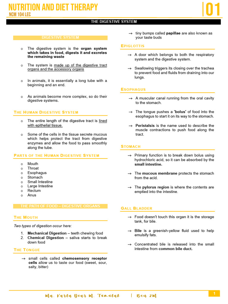 The Digestive System Notes | PDF | Human Digestive System ...
