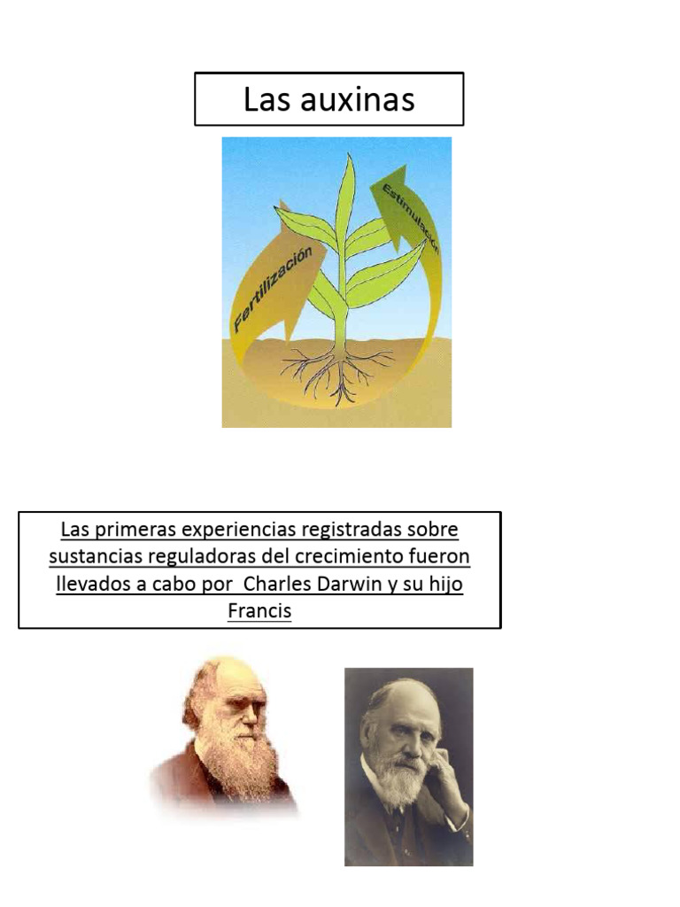 AUXINAS | PDF | Auxina | Plantas