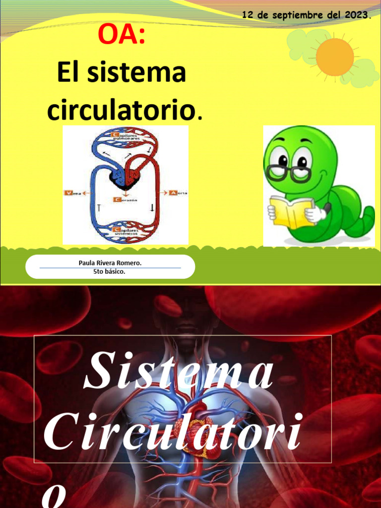 Ciencias 5to Basico Sistema Circulatorio | PDF