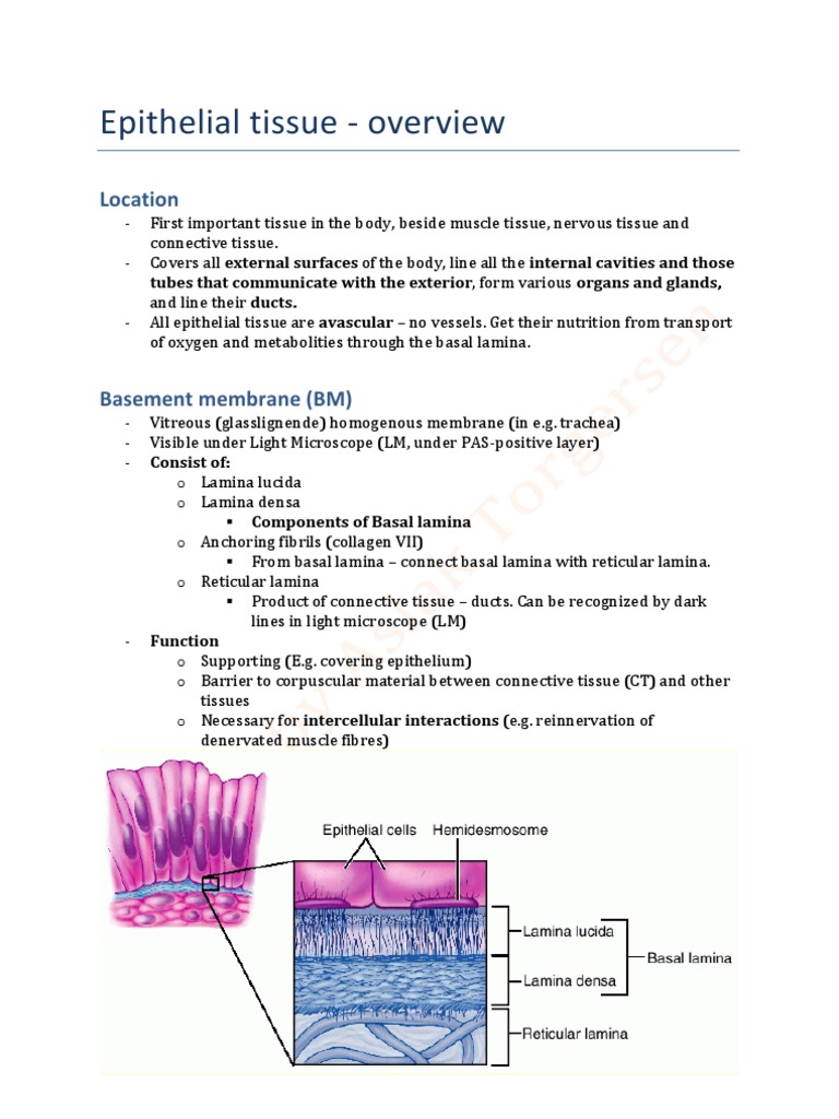 Epithelial Tissue - Overview | Epithelium | Biology