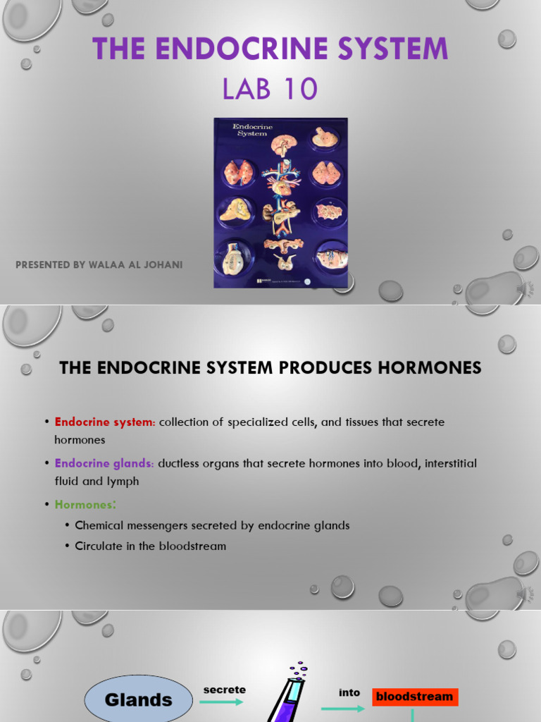 Endocrine System | PDF | Endocrine System | Adrenal Gland