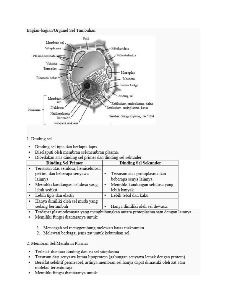 Organel Sel Tumbuhan dan Fungsinya | PDF | Sains & Matematika ...