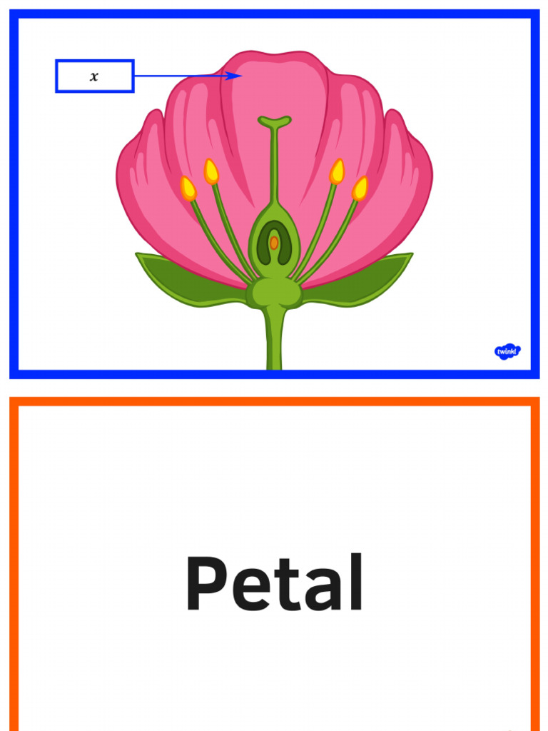 Function of THD Parts of Flowers | PDF