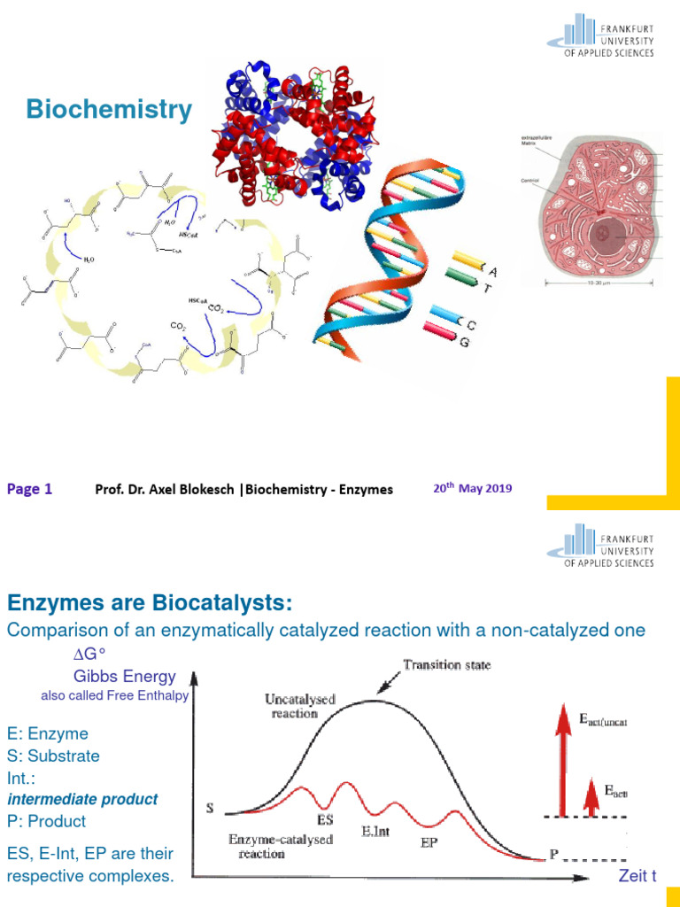 Enzymes Biochemie Vorlesung | PDF | Enzyme | Cofactor (Biochemistry)