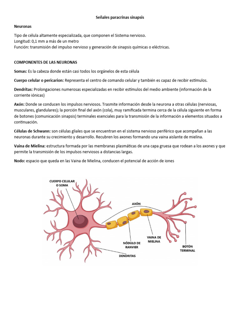 Señales Paracrinas Sinapsis Resuemn | PDF