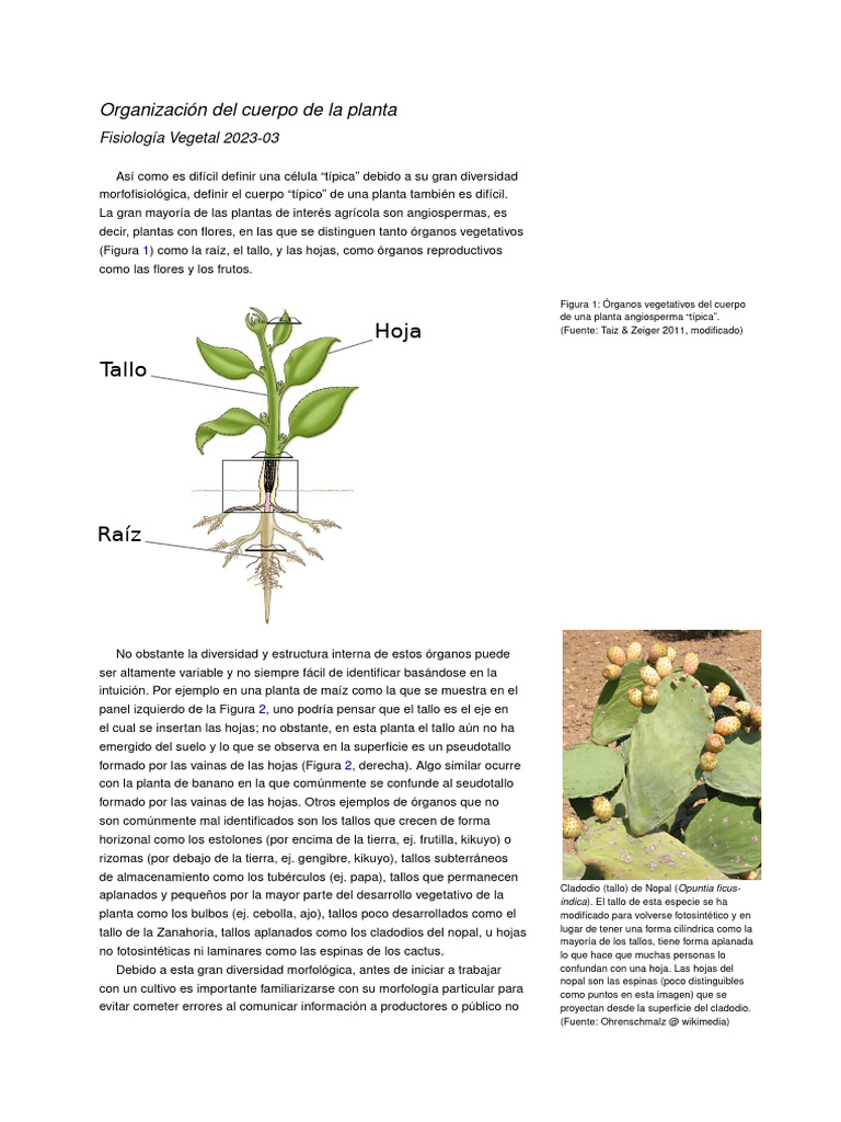 L02 OrganizacionDelCuerpoDeLaPlanta | PDF