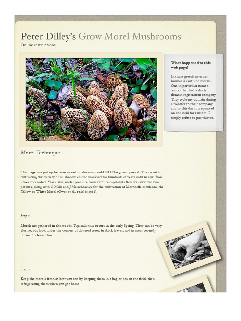 Peter Dilley's Grow Morel Mushrooms | PDF