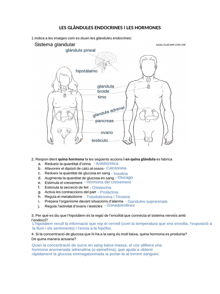 Activitat-Glàndules Endocrines I Hormones | PDF
