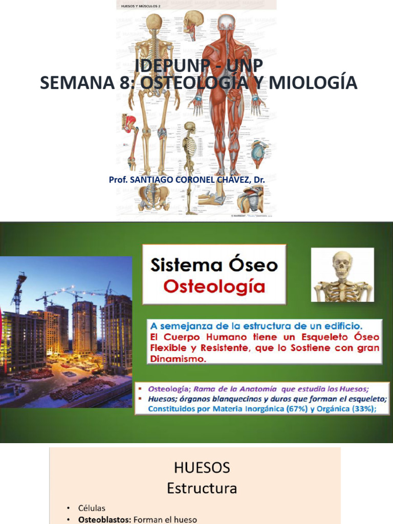 Sistema Óseo y Muscular. | PDF