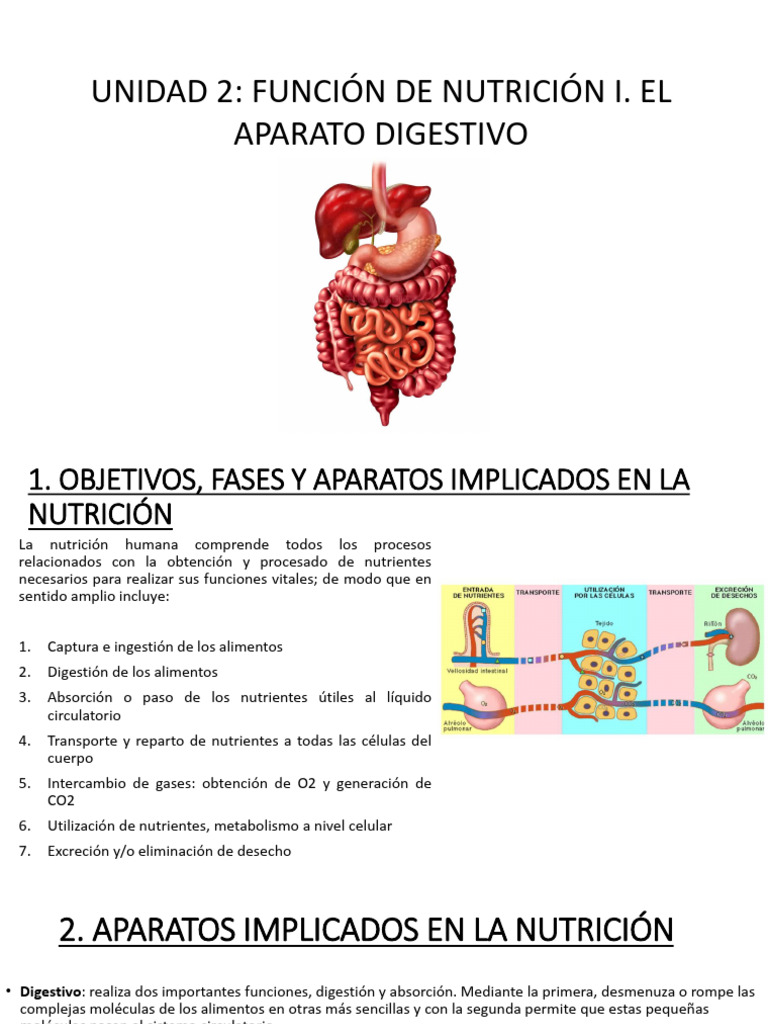 UD2. Funcion de Nutricion I. Aparato Digestivo | Descargar gratis PDF ...