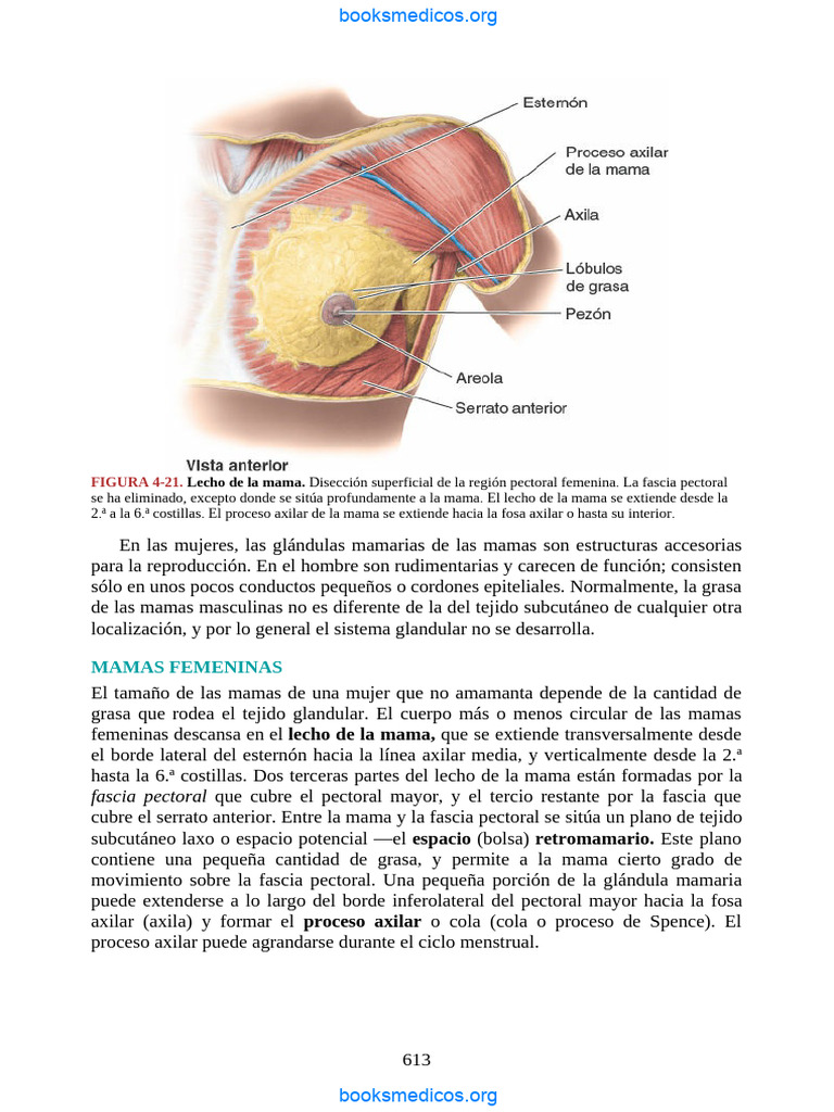 Moore - Anatomia 8a Edicion | PDF