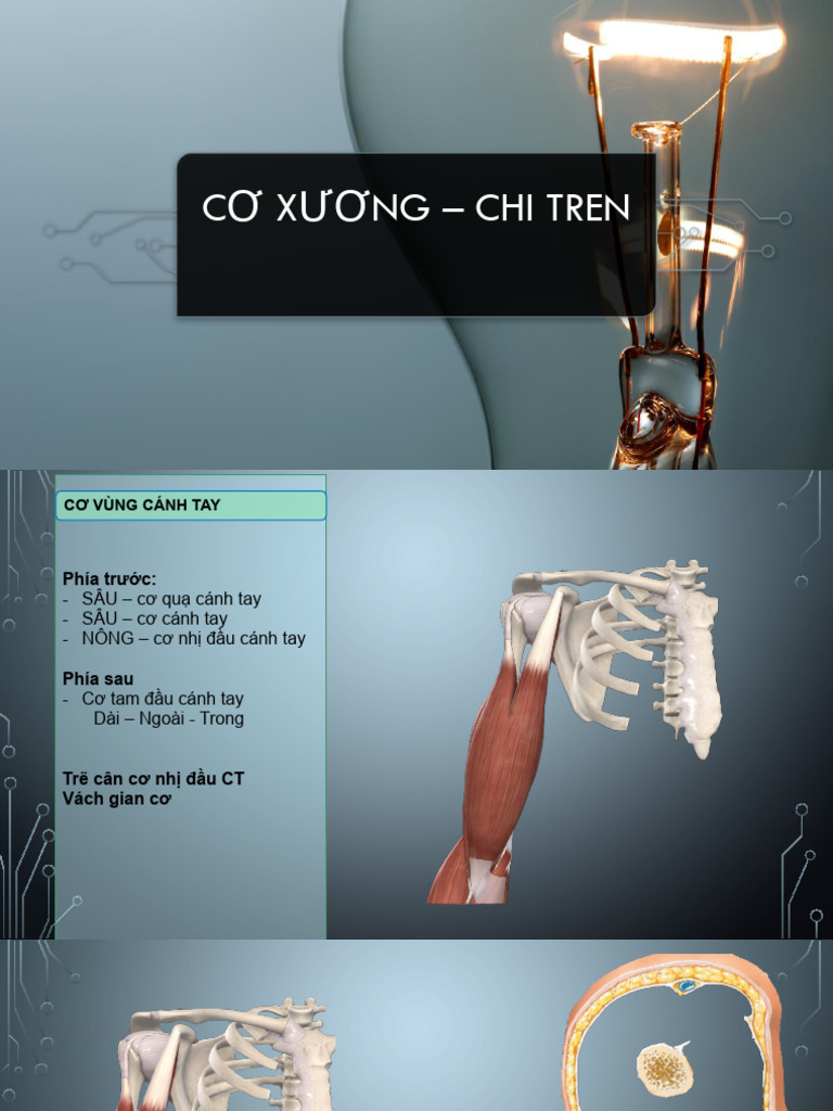 Nmkk Xuong Co Vung Arm Pdf