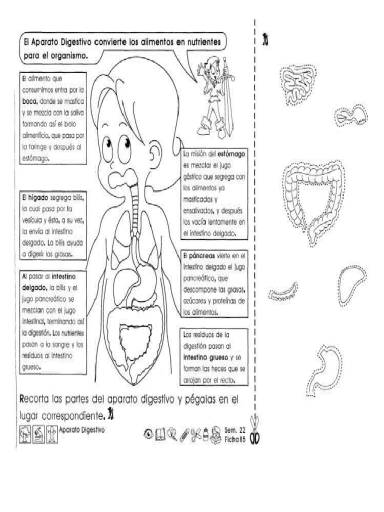 Ejercicio Del Sistema Digestivo | PDF