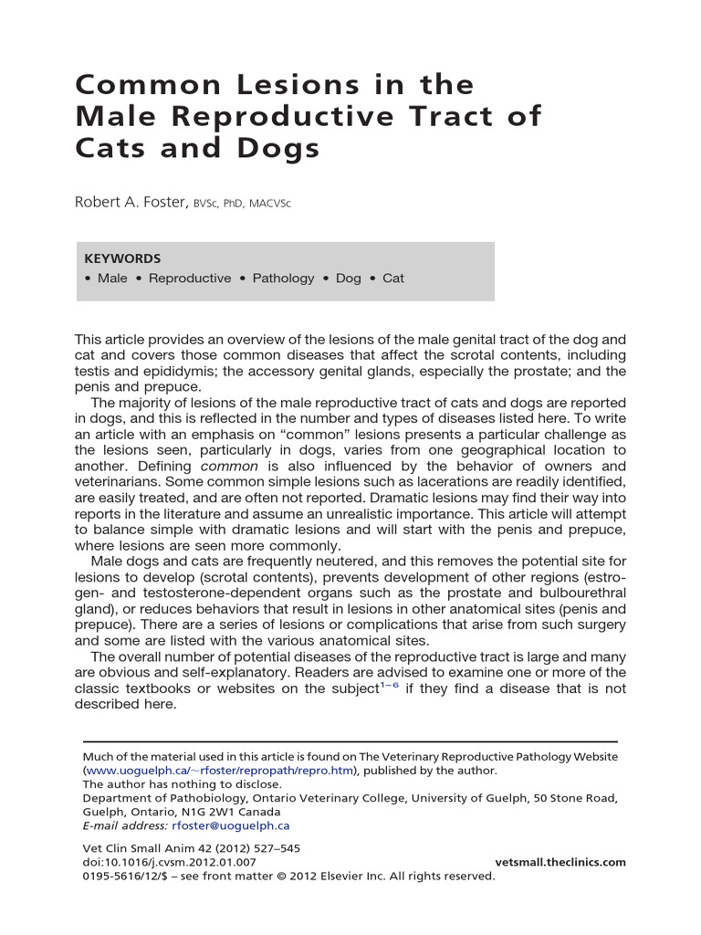 Mon Lesions in The Male Reproductive Tract of Cats and Dogs | PDF