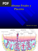 Cotiledones en la placenta y su función | PDF | Placenta | Parto