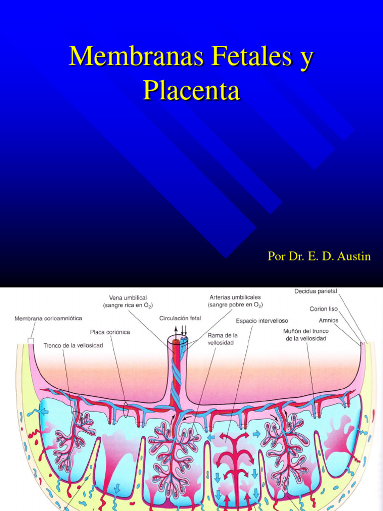 TEMA 11 - Membranas Fetales y Placenta2 | PDF | Placenta | Feto
