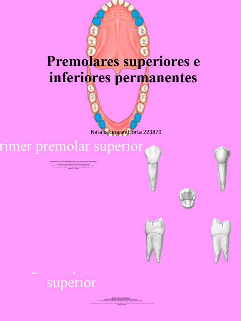 Premolares Superiores e Inferiores Permanentes | PDF | Anatomia dental ...