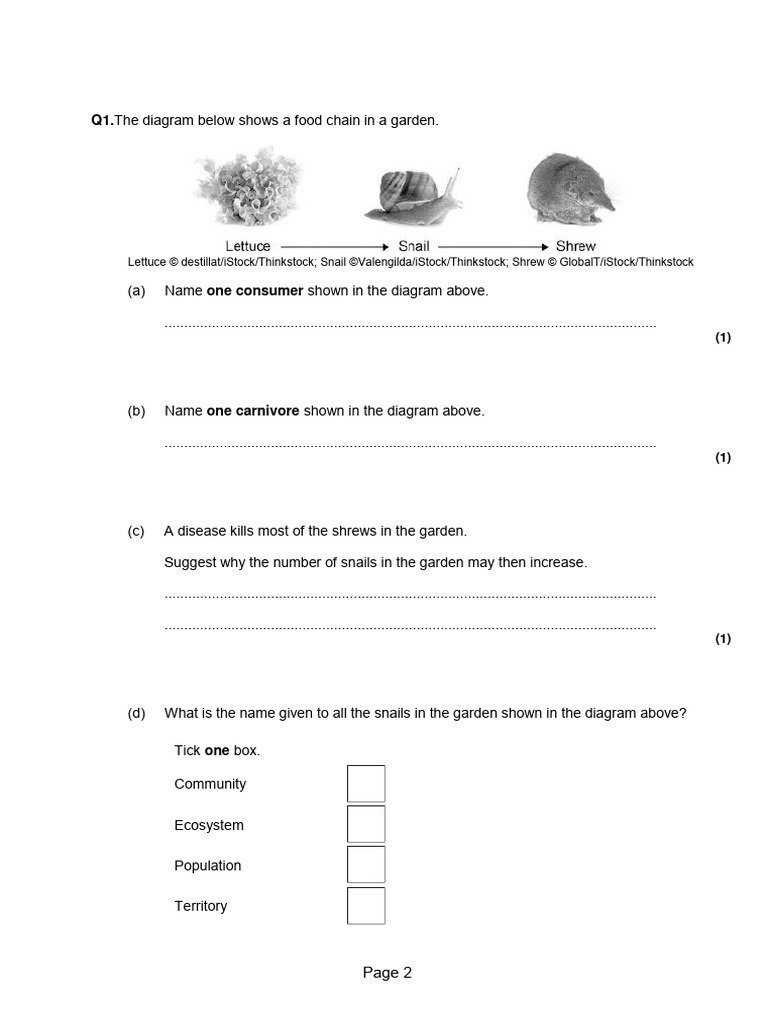 Food Chain and Plant Adaptations Quiz | PDF | Lizard | Ant