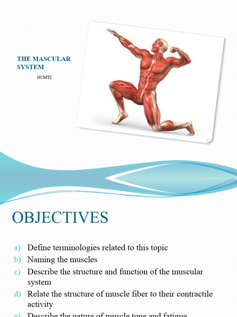 The Muscular System | PDF