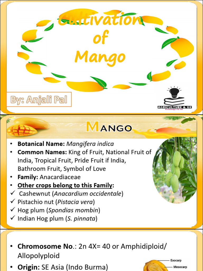 Mango | PDF | Mango | Fruit