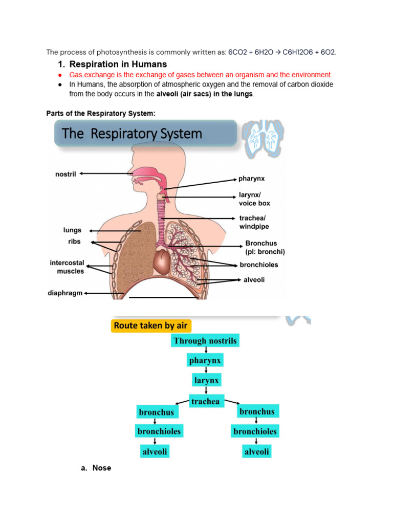 Preparation For Biology AA2 Practical 2 | PDF