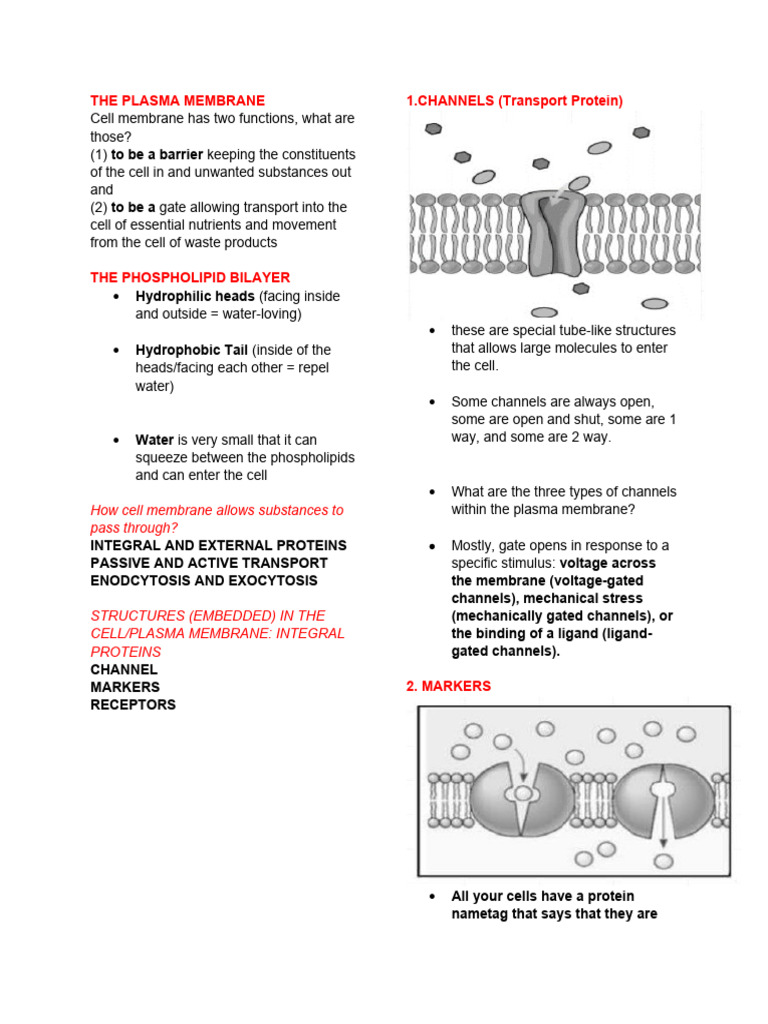 Cell Membrane Reviewer | PDF | Cell Membrane | Enzyme