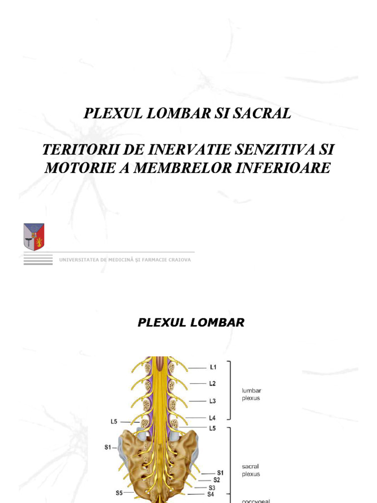 Plex Lombar & Sacral | PDF