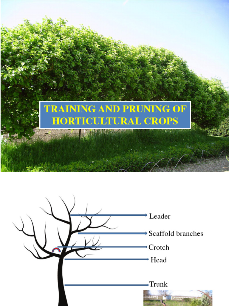 Principles of Training and Pruning | PDF | Pruning | Trees