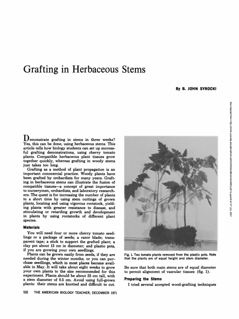 Grafting in Herbaceous Stems: by B. John Syrocki | PDF | Grafting | Botany