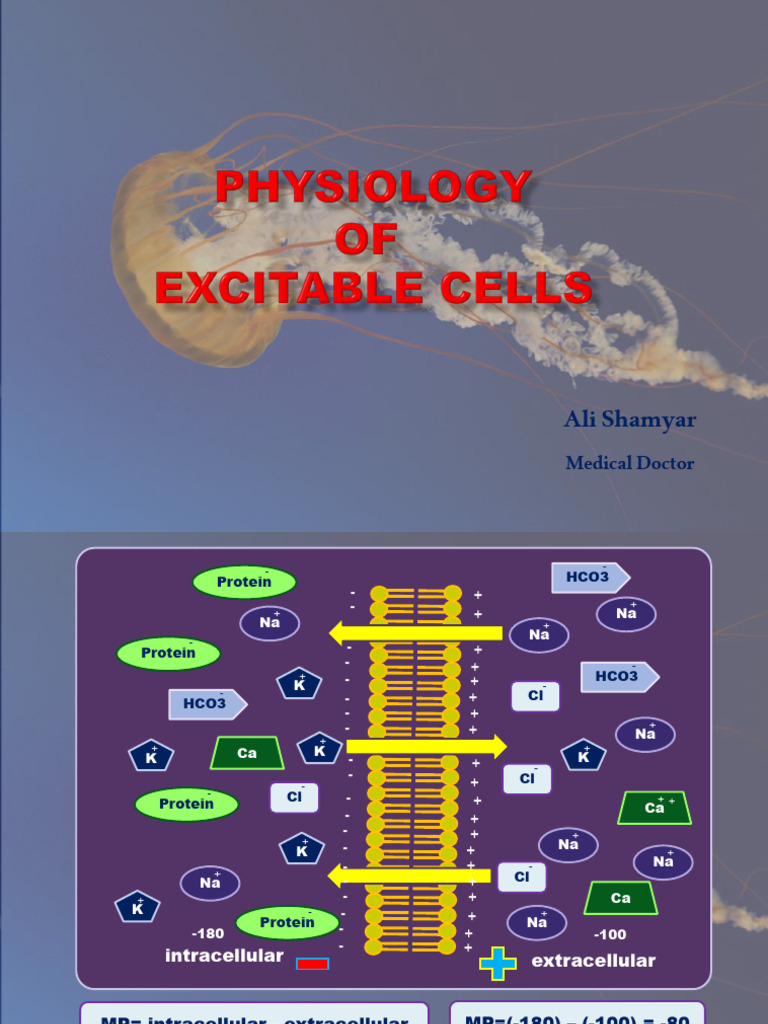 Physiology03 Excitable Cells | PDF | Membrane Potential | Cell Membrane