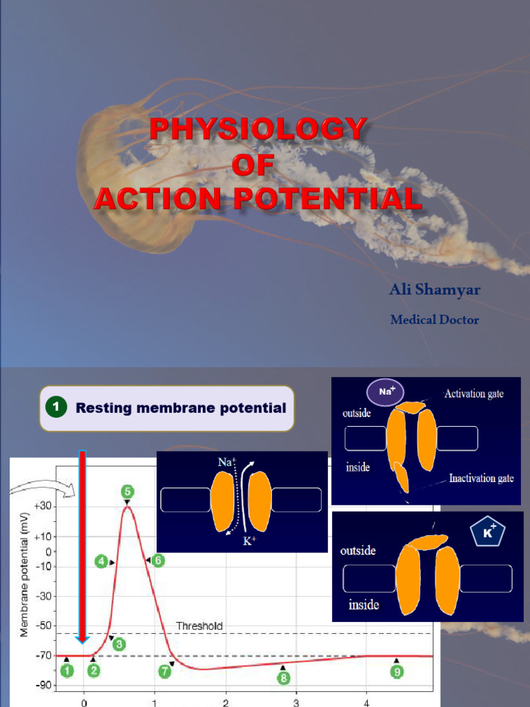 Physiology04-Action Potential & Propagation | PDF | Action Potential ...