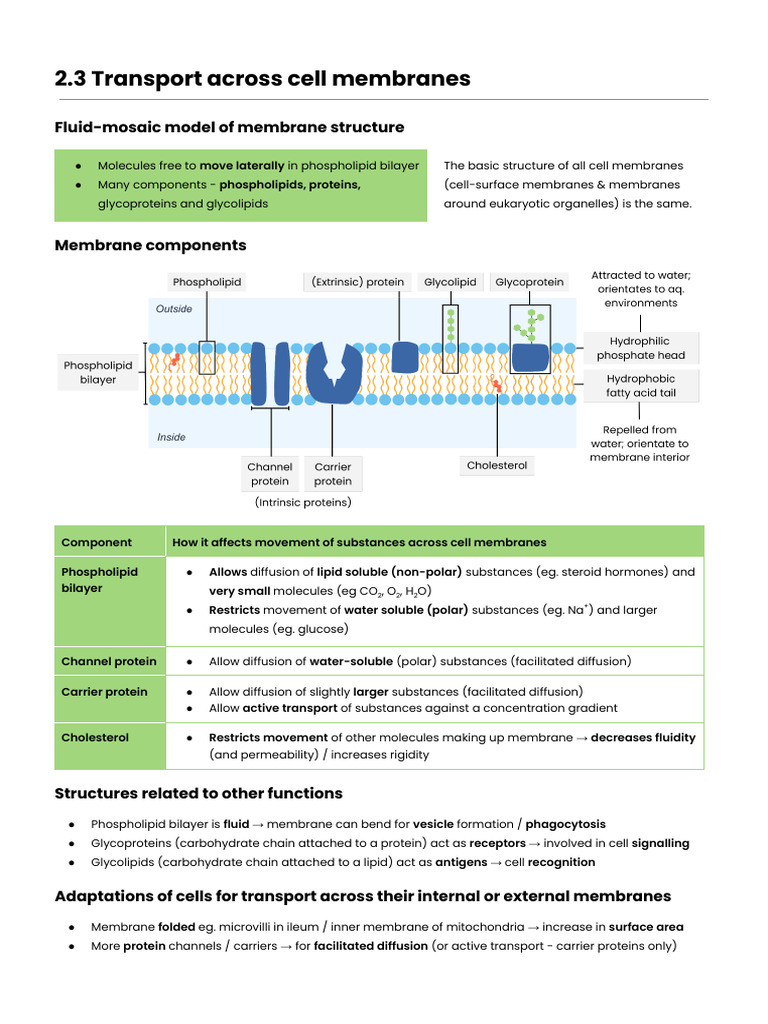 Transport Across Cell Membranes - RP3 Notes | PDF