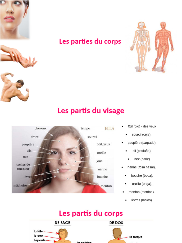 Parties du corps humain détaillées | PDF | Doigt | Main