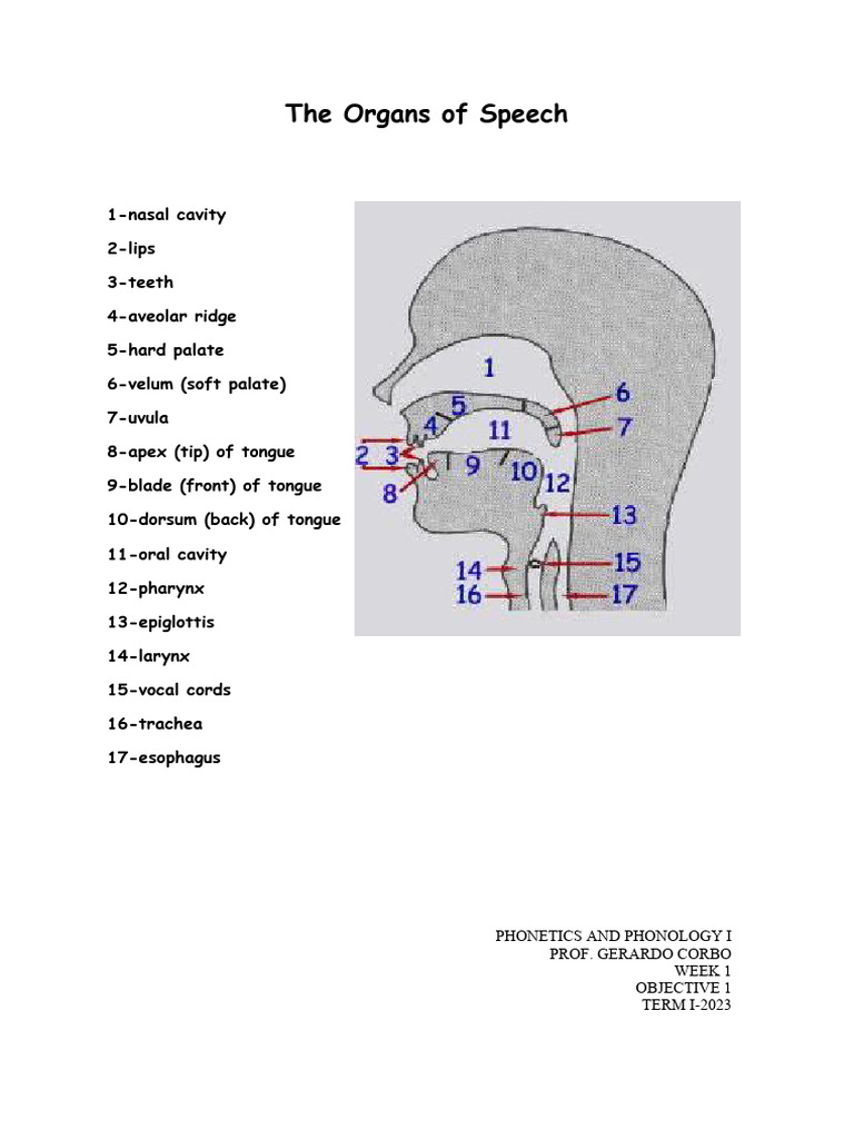 The Organs of Speech | PDF