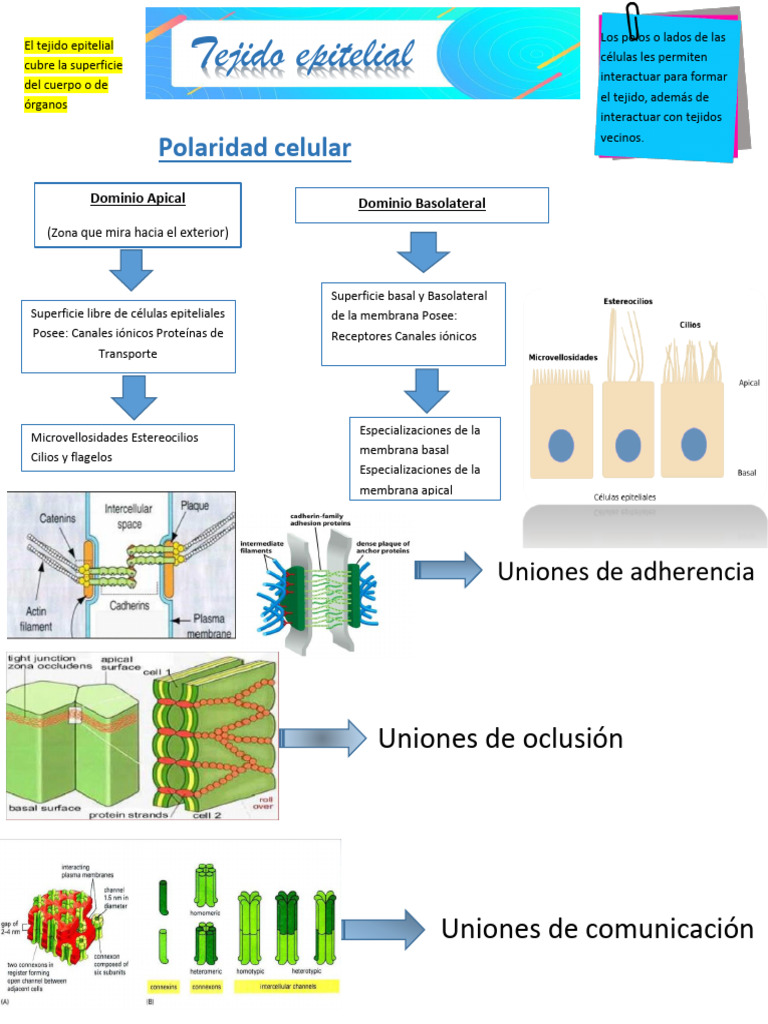 Catedra 2 Dori | PDF | Epitelio | Sangre