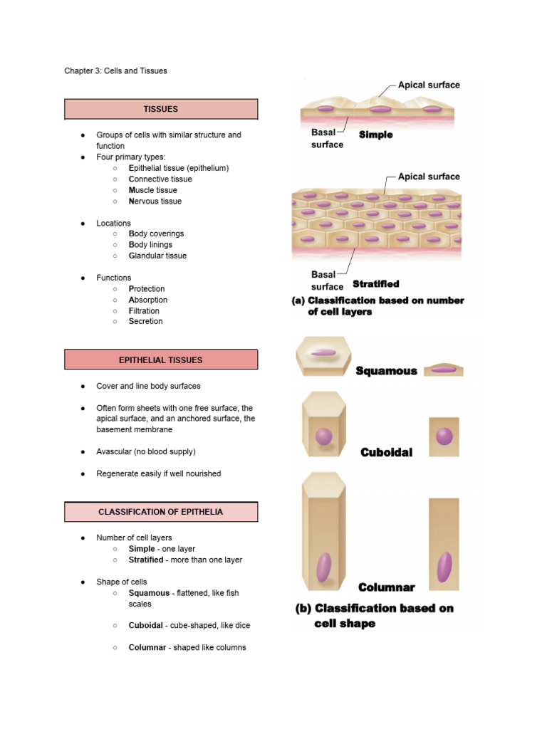 Anaphy Lecture (Tissues) Week 2 | PDF Anaphy Lecture (Tissues) Week 2 | PDF